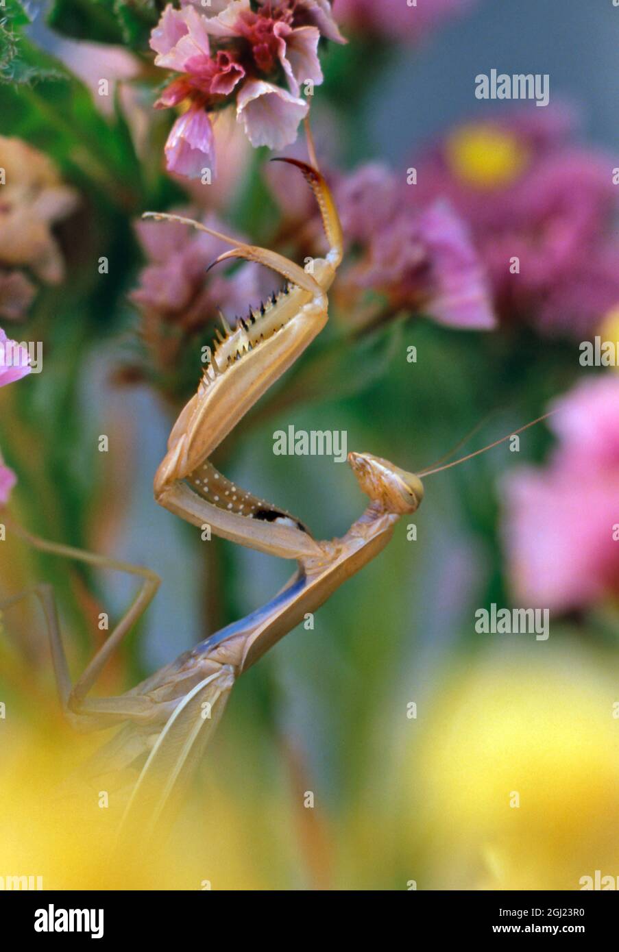 USA, Oregon. Brown praying mantis on statice flowers Stock Photo - Alamy