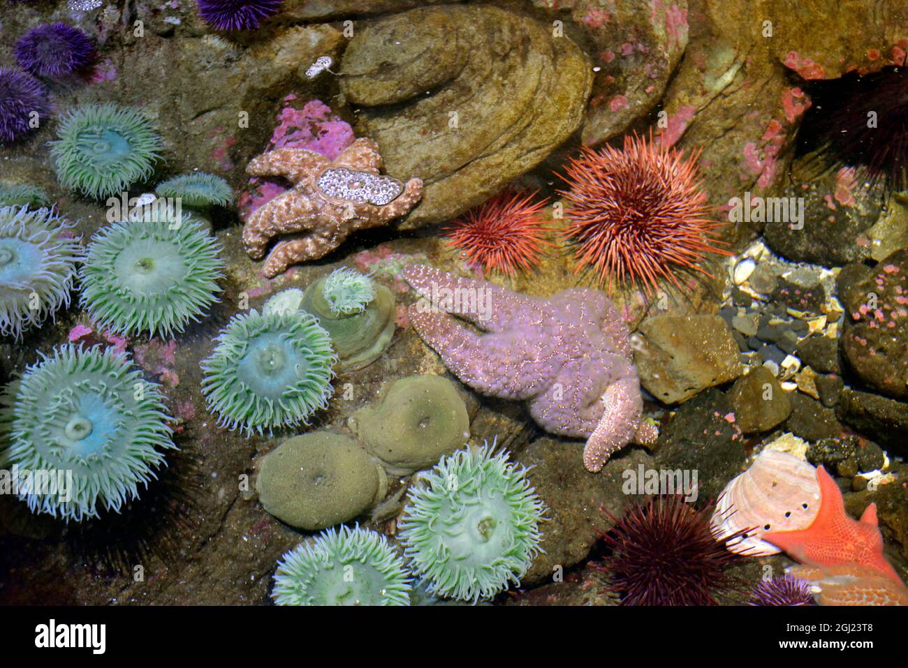 USA, Oregon, Oregon Coast Aquarium. Sea stars and anemones in aquarium ...