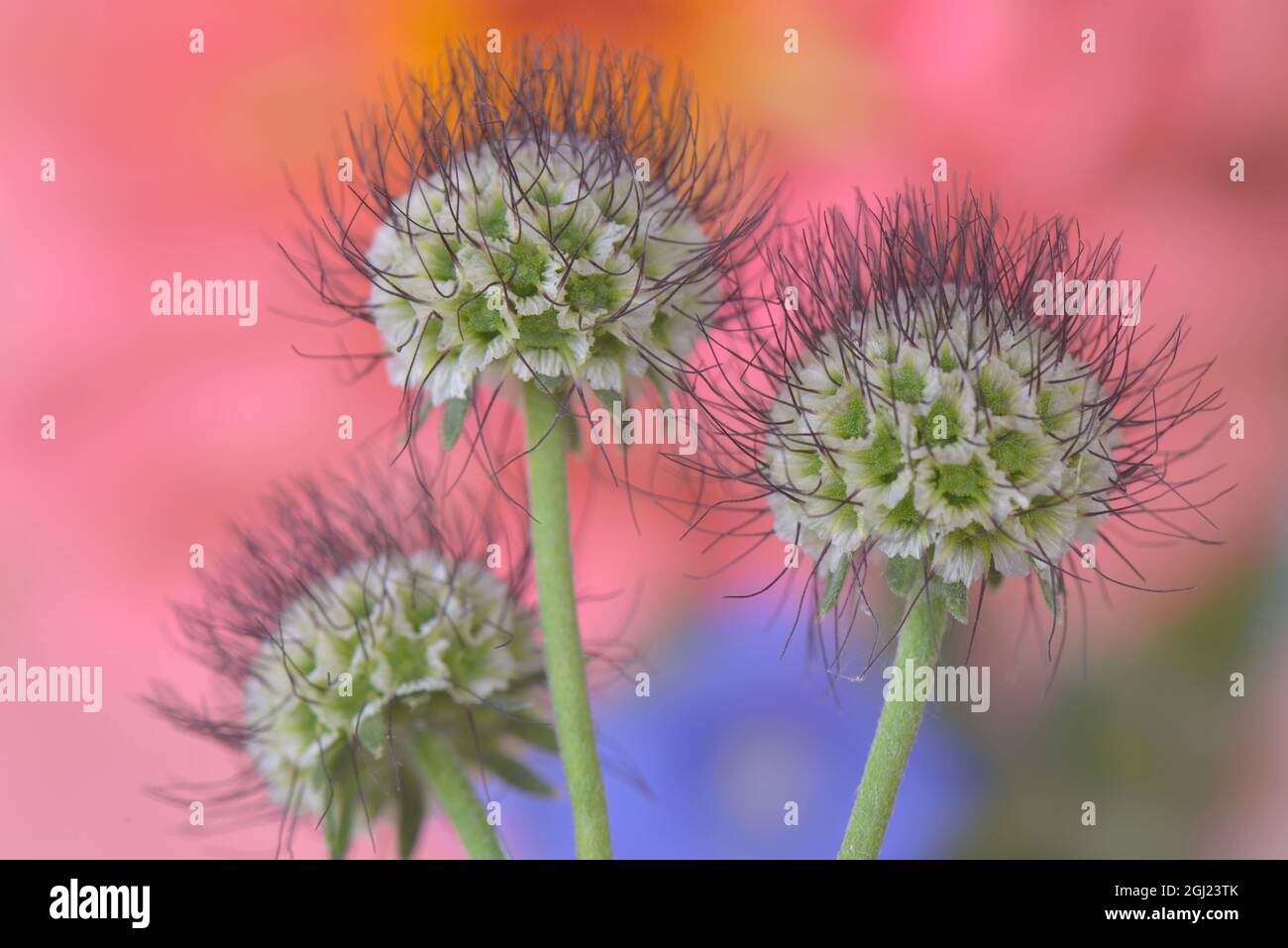 Scabiosa seed hi-res stock photography and images - Alamy