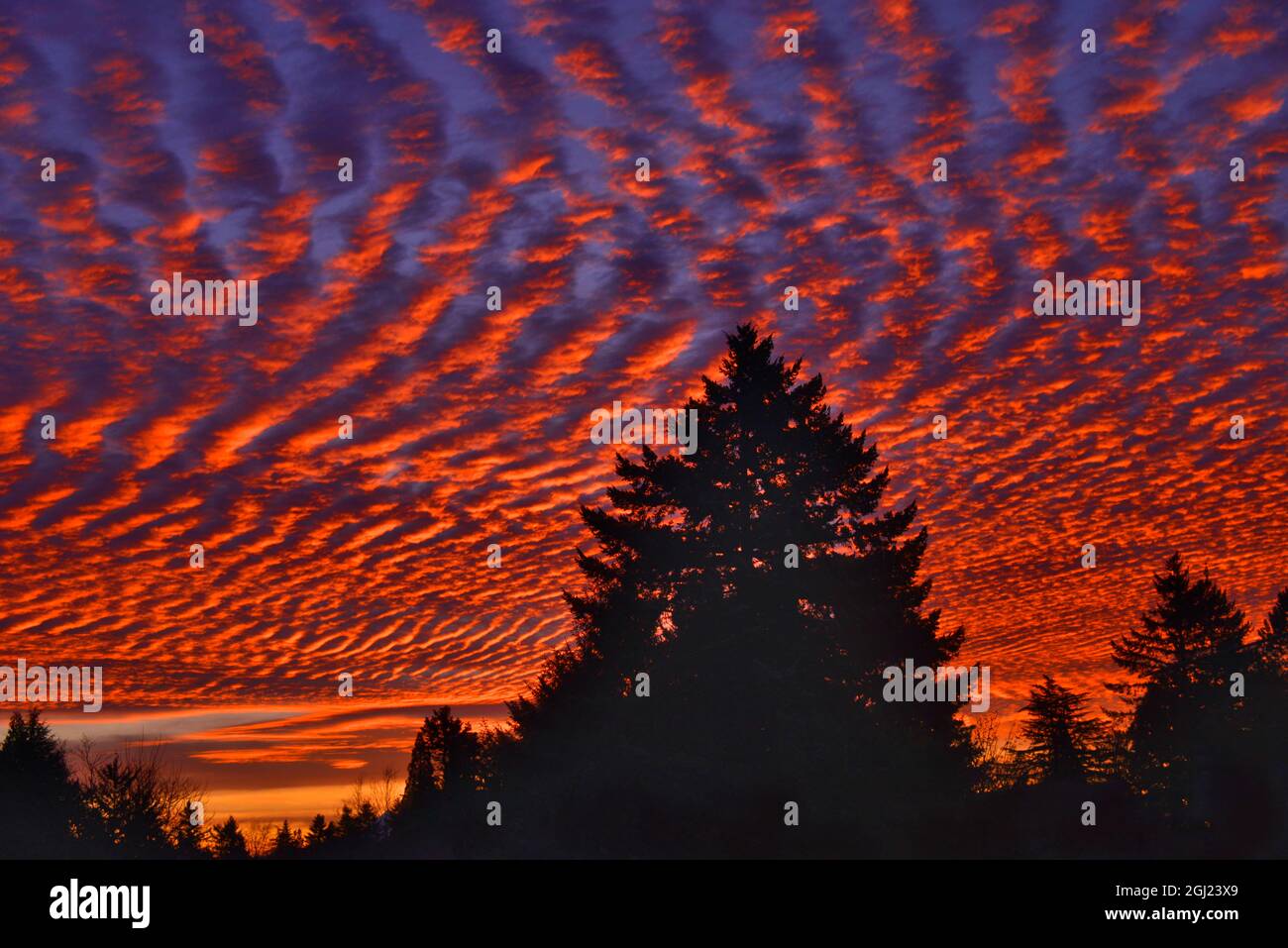 USA, Oregon, Portland. Cloud patterns and tree silhouettes at sunrise ...