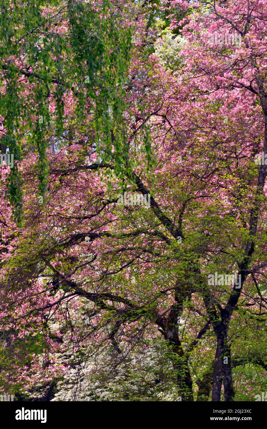 USA, Oregon, Portland. Spring trees with pink flowers Stock Photo - Alamy