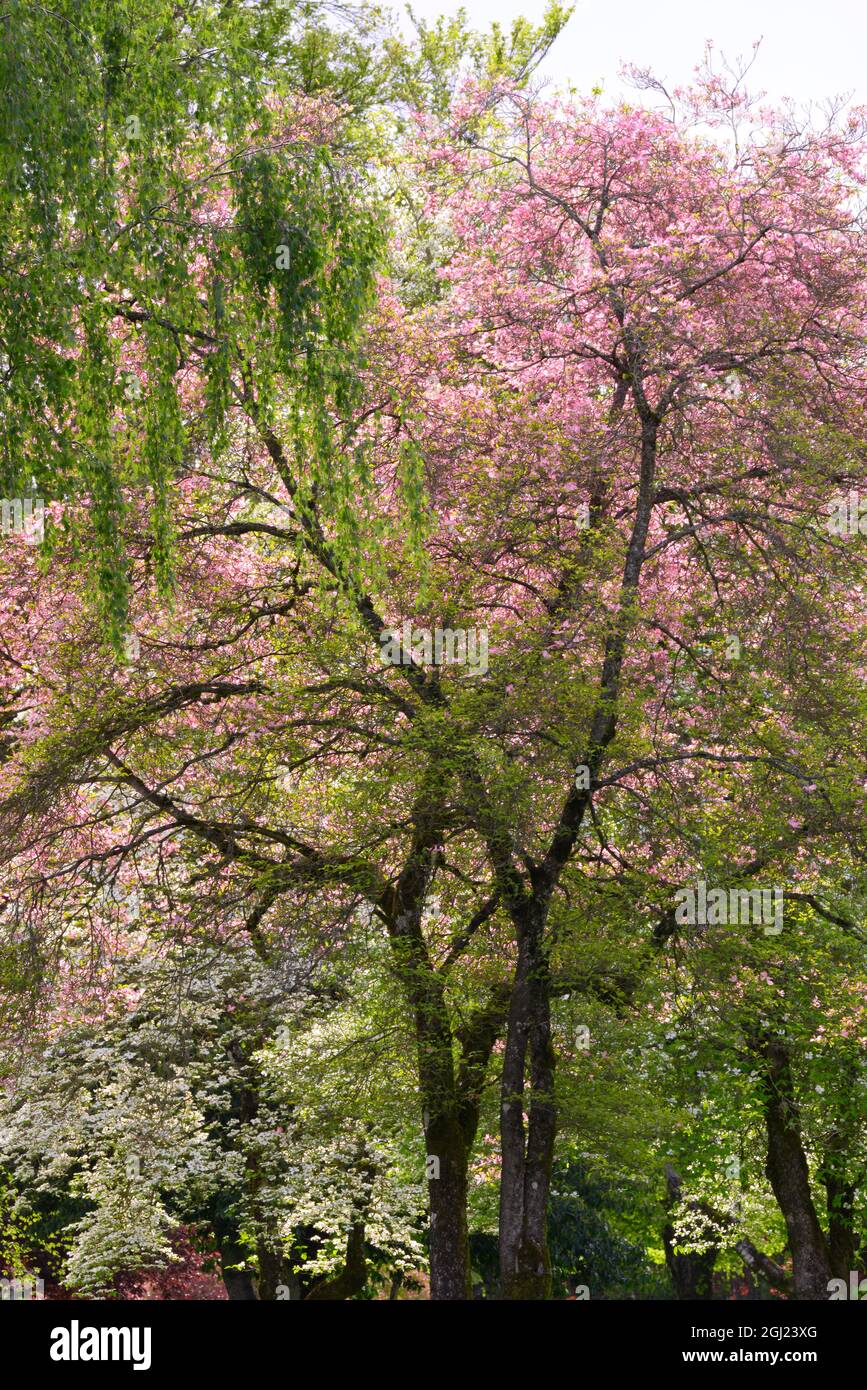 USA, Oregon, Portland. Spring trees with pink flowers Stock Photo - Alamy