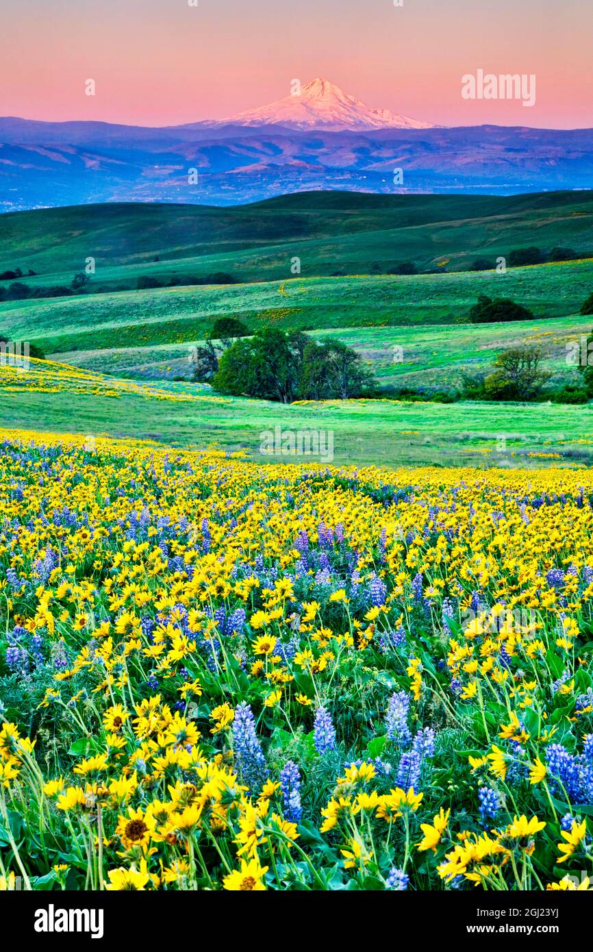United States, Oregon, Columbia River Gorge, Landscape of Field and Mt ...