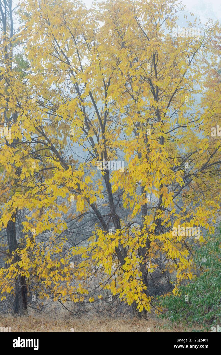 autumn, cloudy, colorful, deciduous, fall, Farewell Bend State Park ...