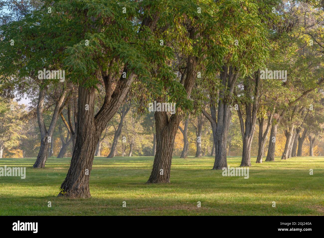 USA, Oregon, Farewell Bend State Park, Grove of locust trees and grassy ...