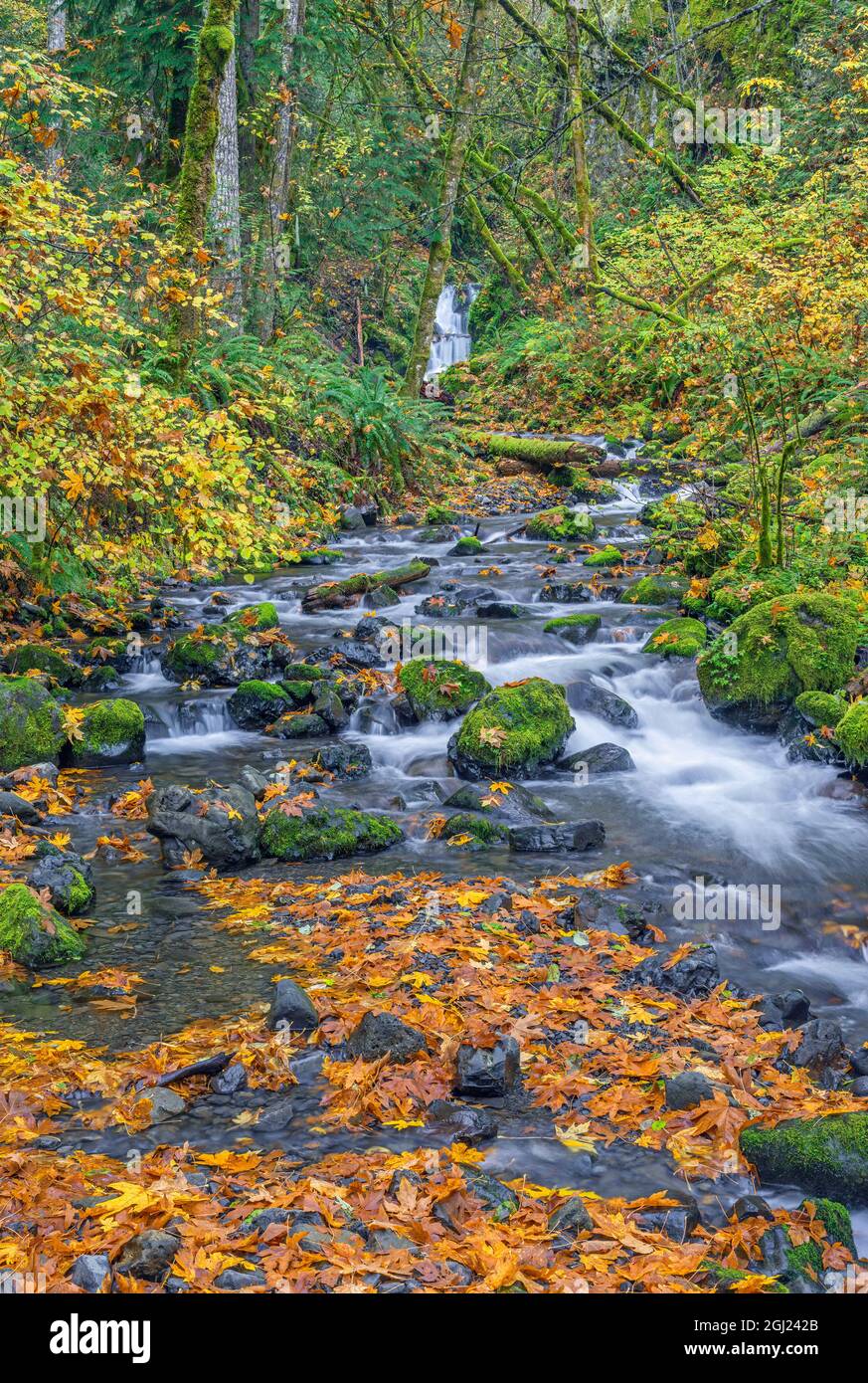 USA, Oregon. Columbia River Gorge National Scenic Area, Gorton Creek in ...