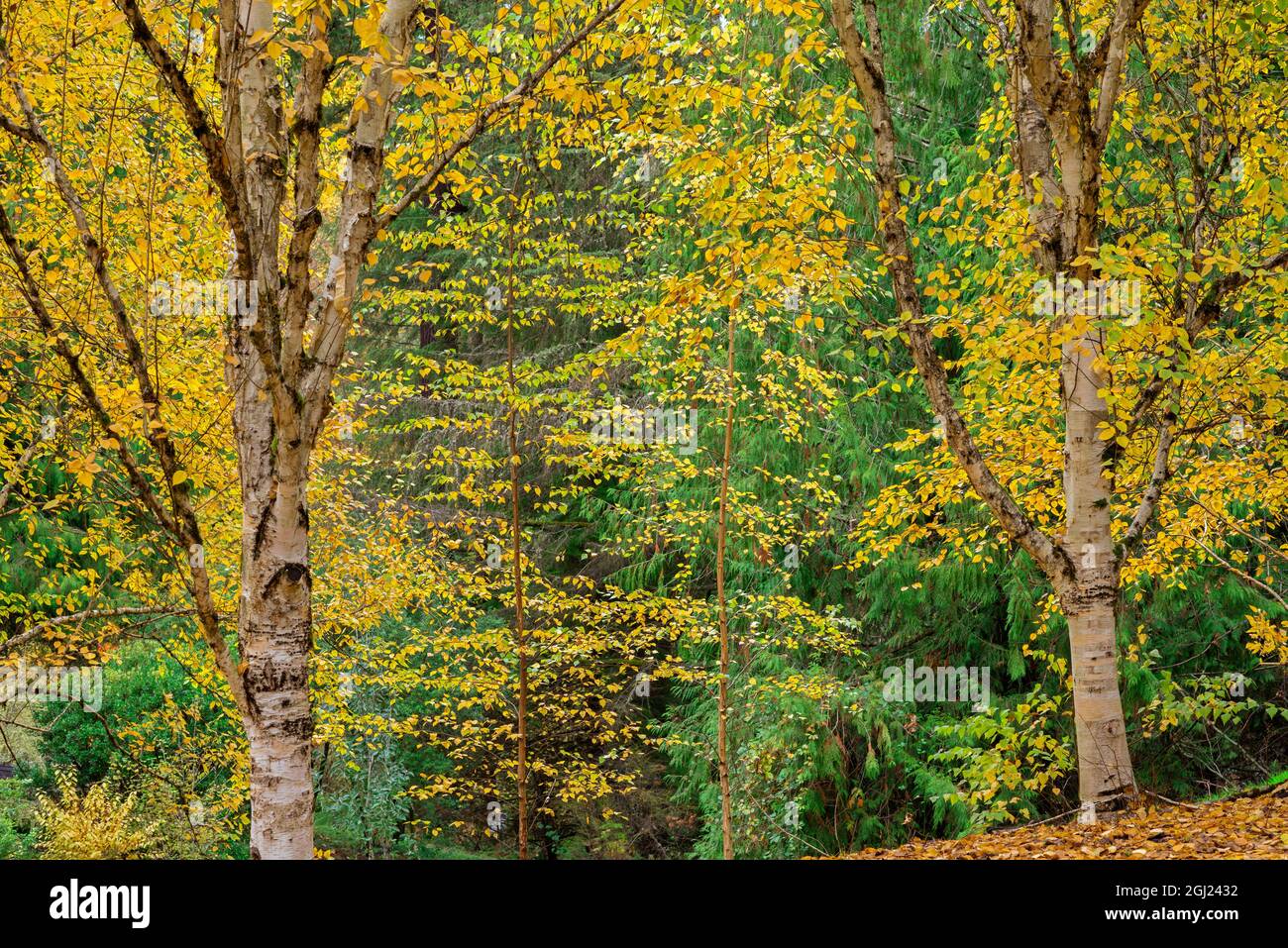 USA, Oregon, Portland. Hoyt Arboretum, Autumn colored Himalayan birch ...