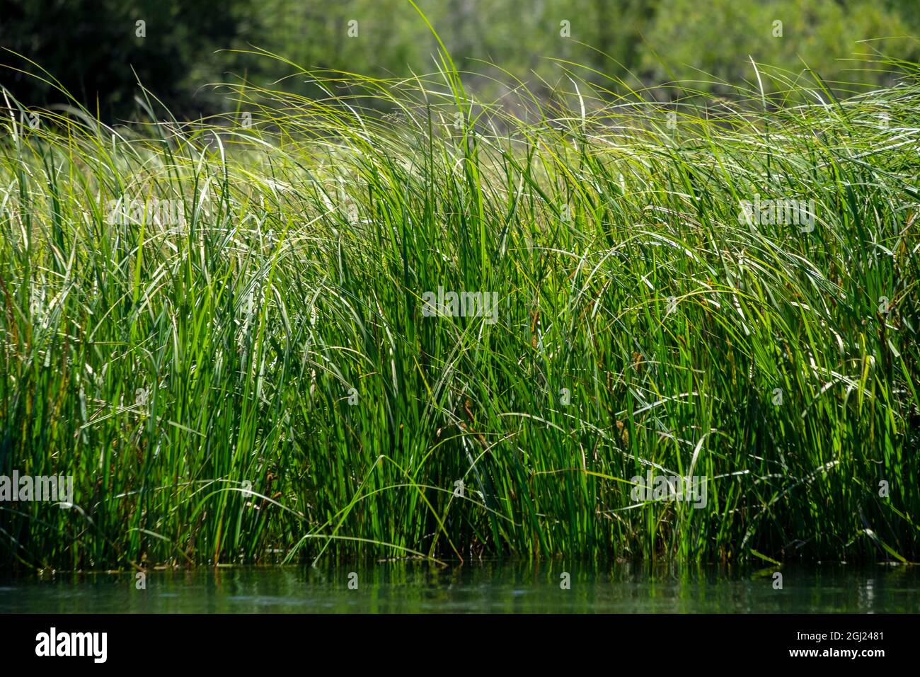 Grass along Deschutes River, Bend, Oregon, USA Stock Photo - Alamy