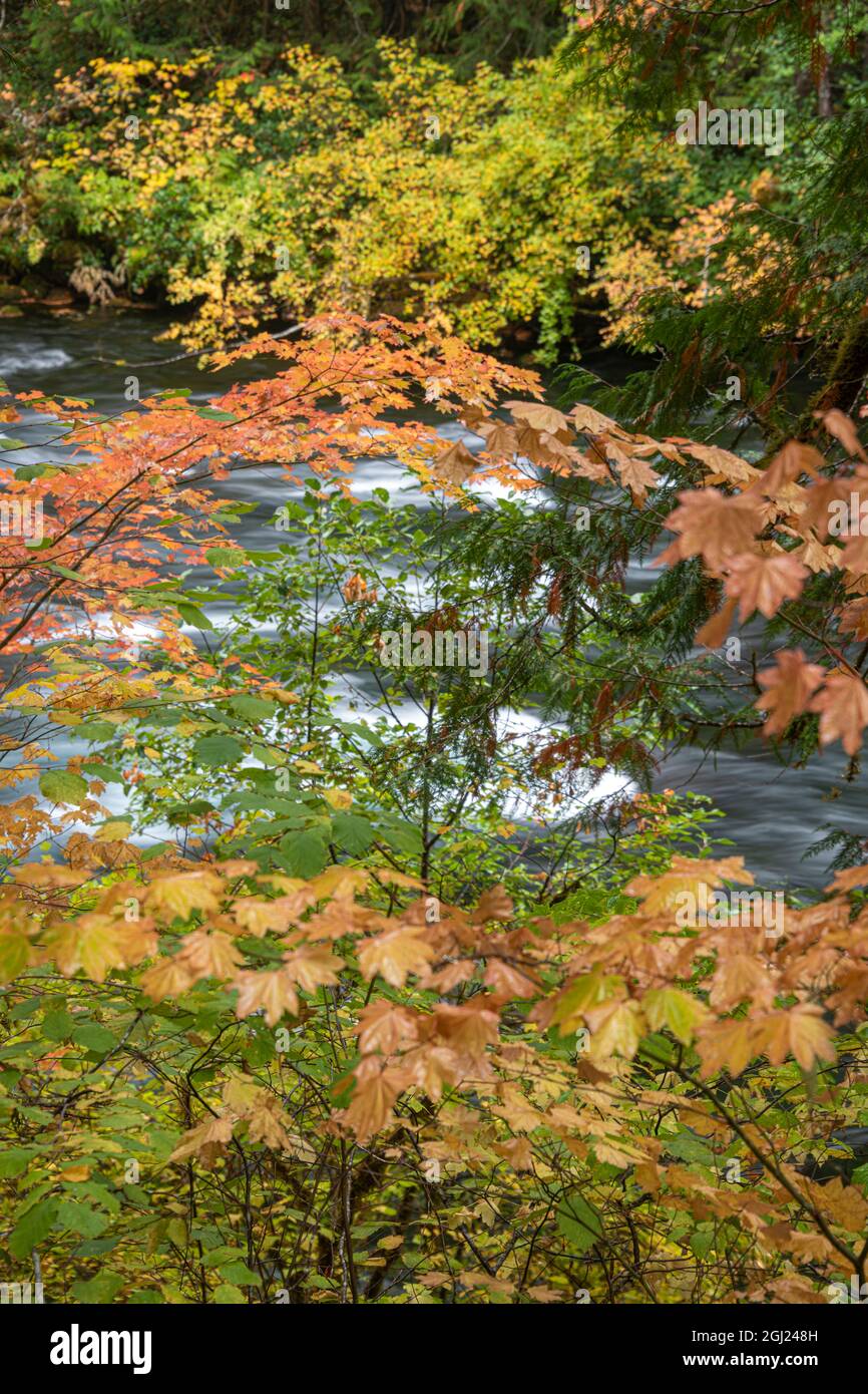 Fall color on vine maple on the McKenzie National Wild and Scenic River ...
