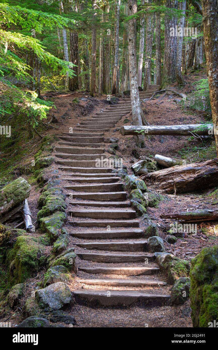 Log steps on McKenzie River Trail, Cascade Mountains, Linn County ...