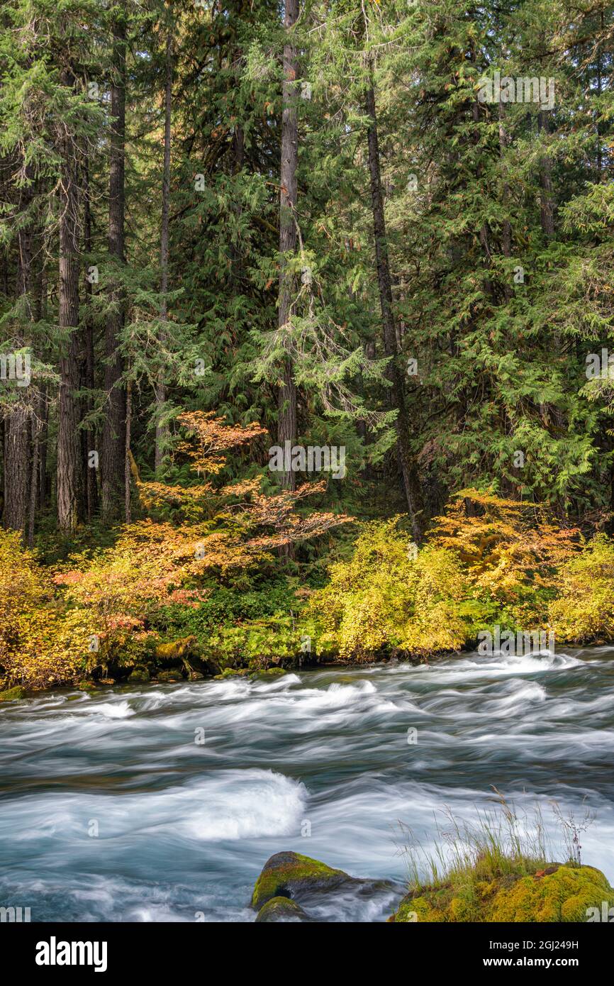 Fall color on vine maple on the McKenzie National Wild and Scenic River ...