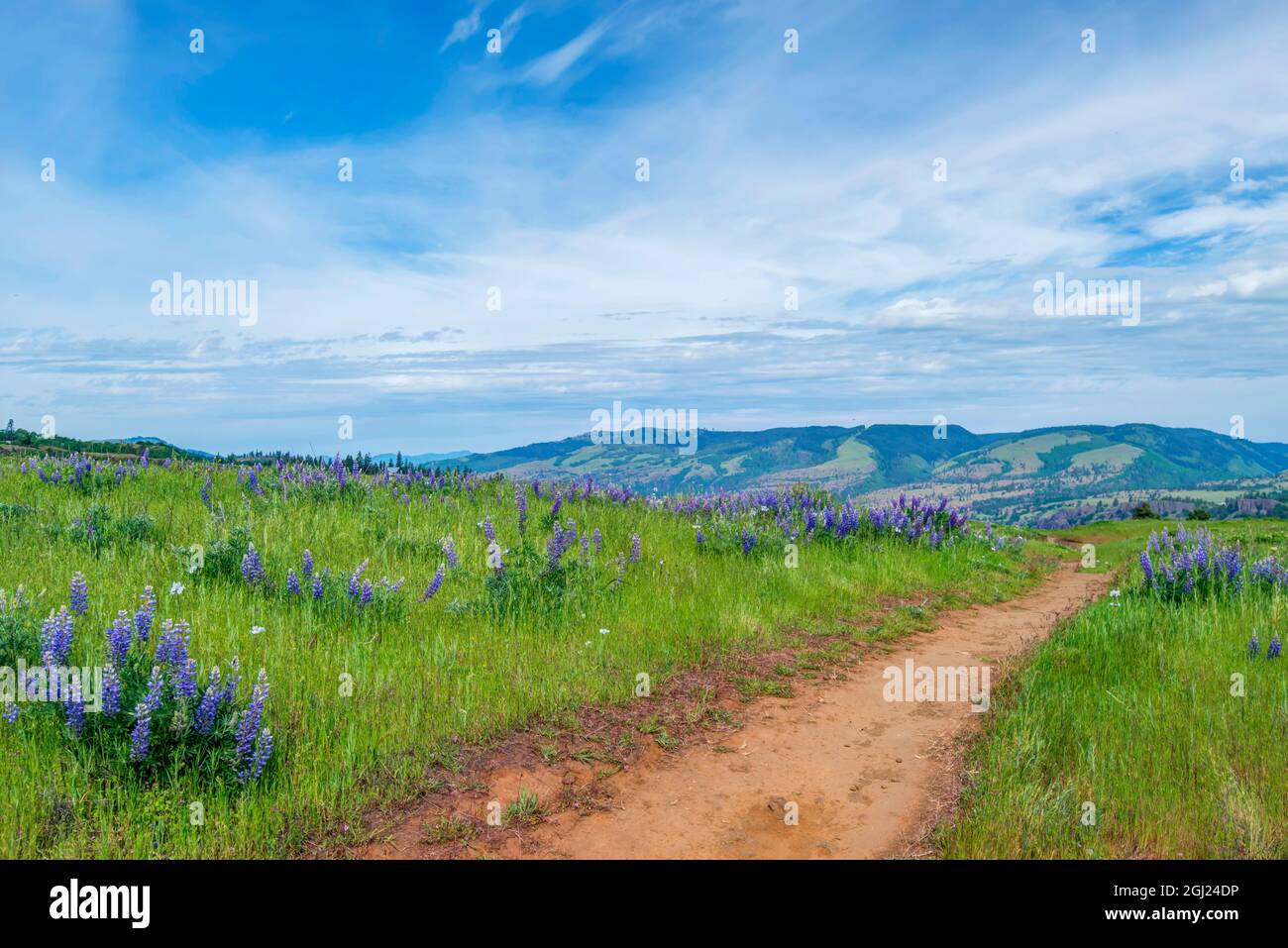 USA, Oregon. Tom McCall Nature Preserve, Rowena Plateau trail Stock ...