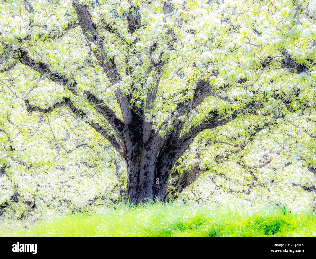 Usa oregon hood river apple hi-res stock photography and images - Alamy