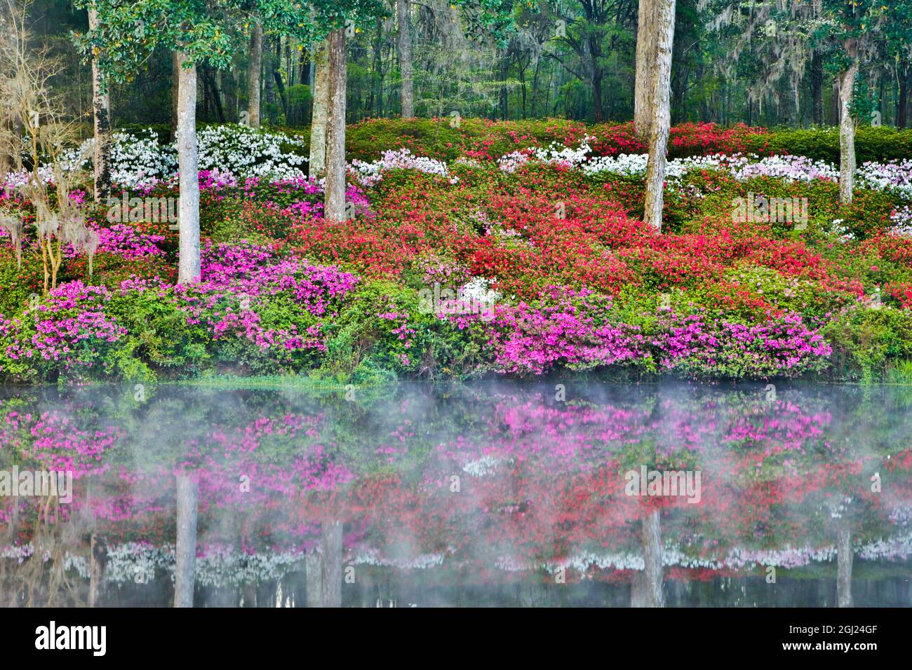 United States, North Carolina, Charleston, Middleton Place, Azaleas ...