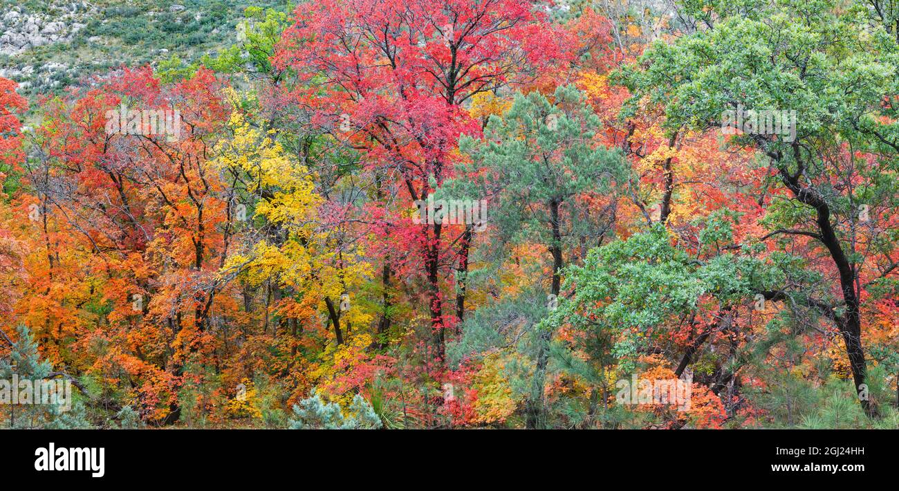 Texas red oak hi-res stock photography and images - Alamy