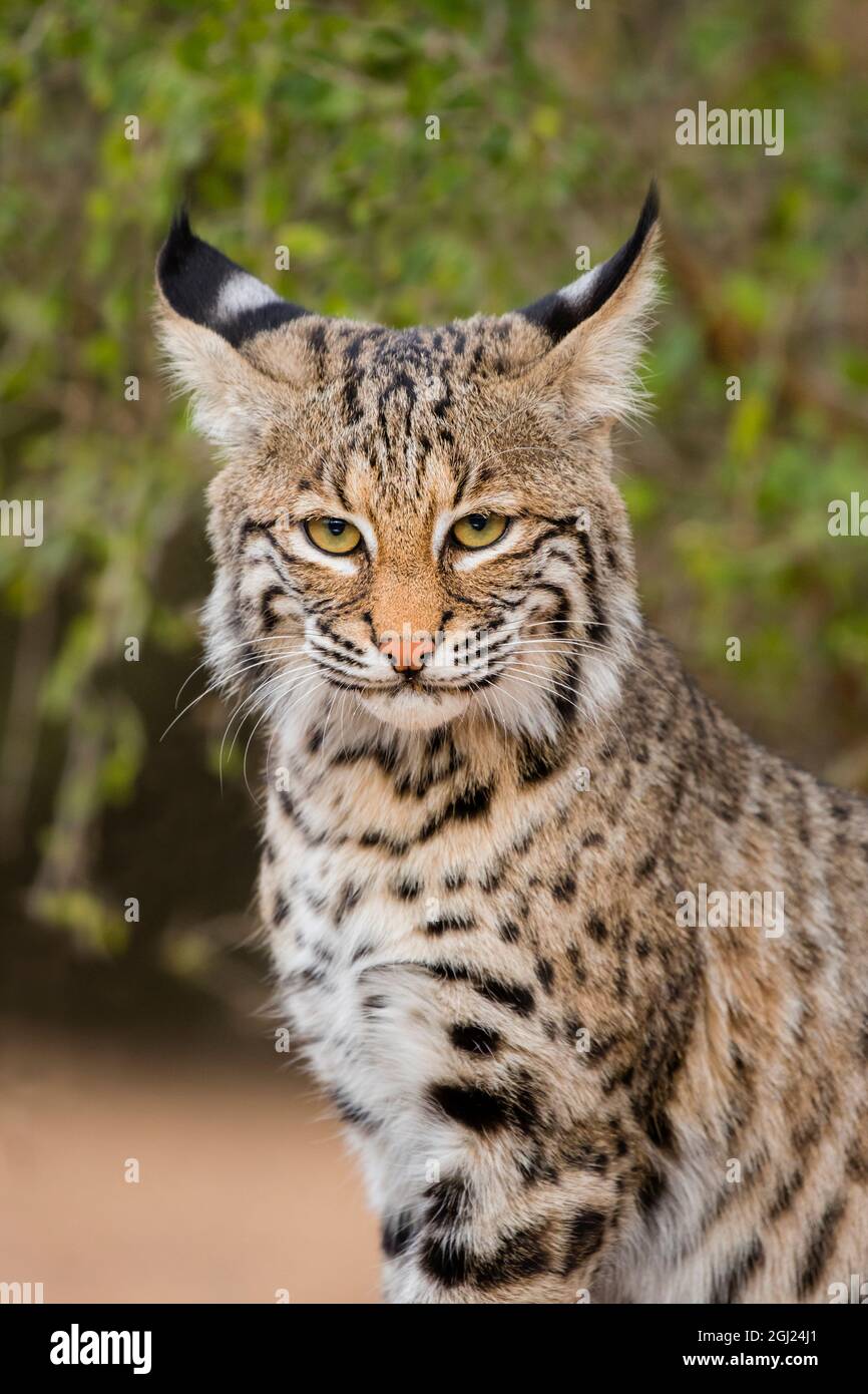 Bobcat (Lynx rufus) sitting Stock Photo - Alamy