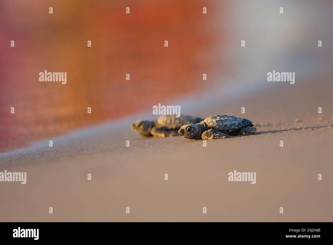 Kemps ridley sea turtle hi-res stock photography and images - Alamy