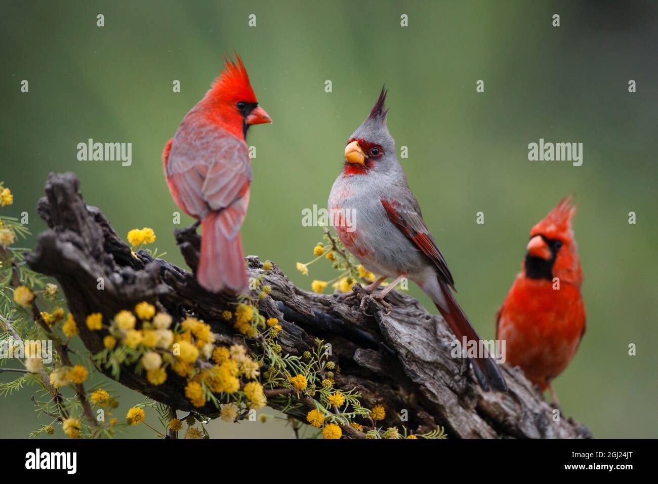 Desert cardinals hi-res stock photography and images - Alamy