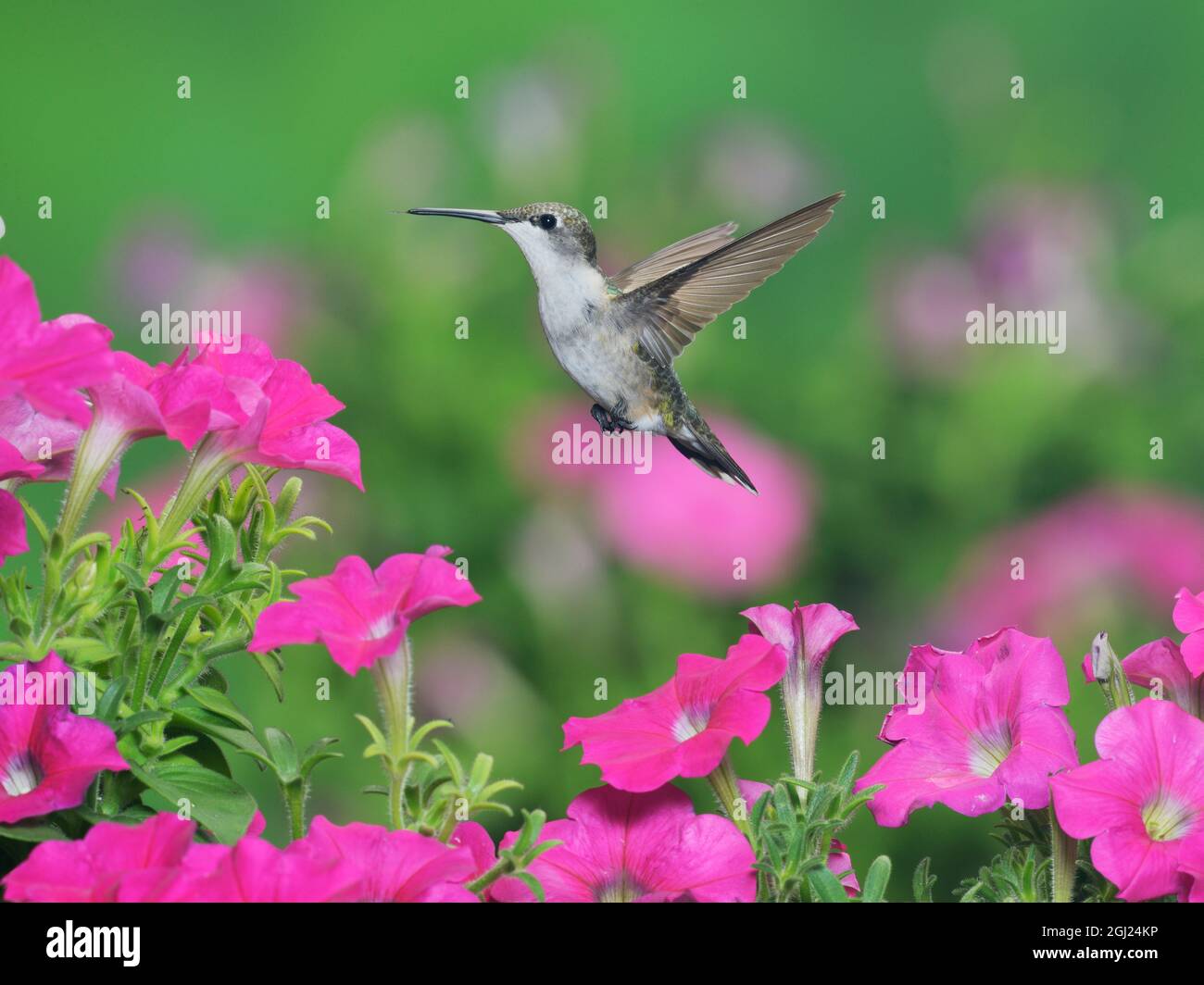 Ruby-throated Hummingbird (Archilochus colubris), female in flight ...
