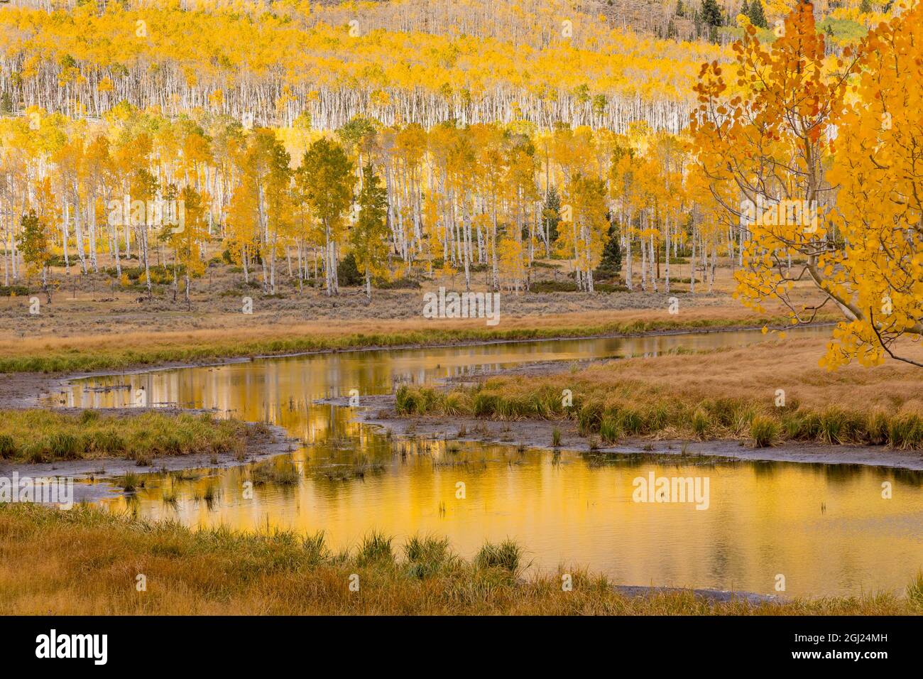 Fishlake national forest utah hi-res stock photography and images - Alamy
