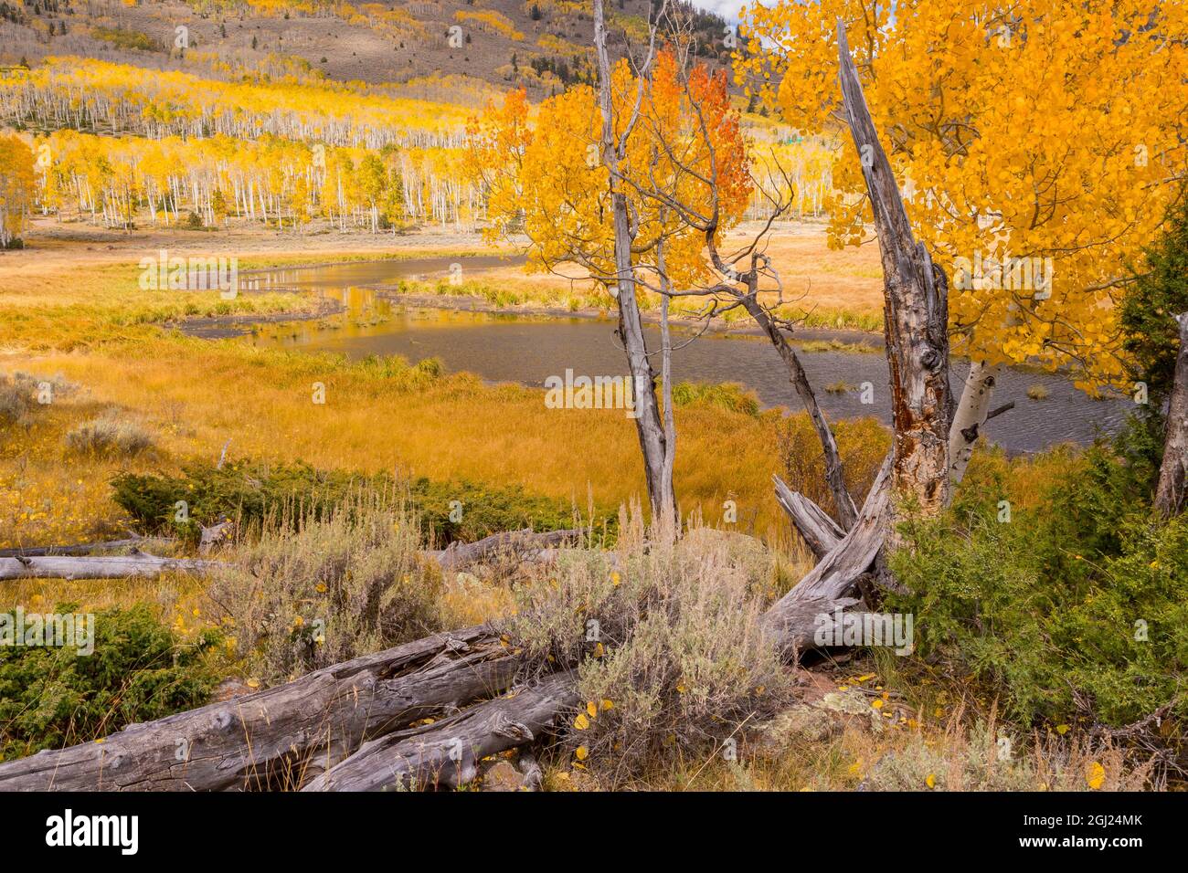 USA, Utah, Fishlake National Forest. Ponds and forest landscape. Credit ...