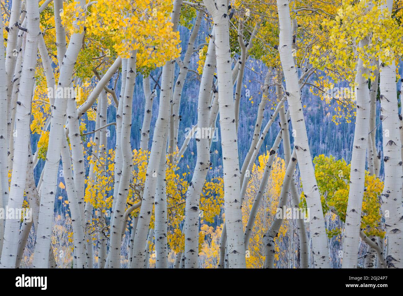 Fishlake utah aspen hi-res stock photography and images - Alamy