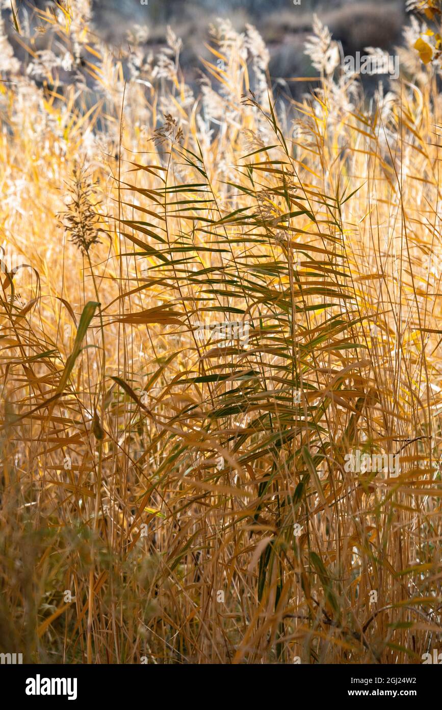 USA, Utah. Grasses along the Fremont River, Capital Reef National Park ...