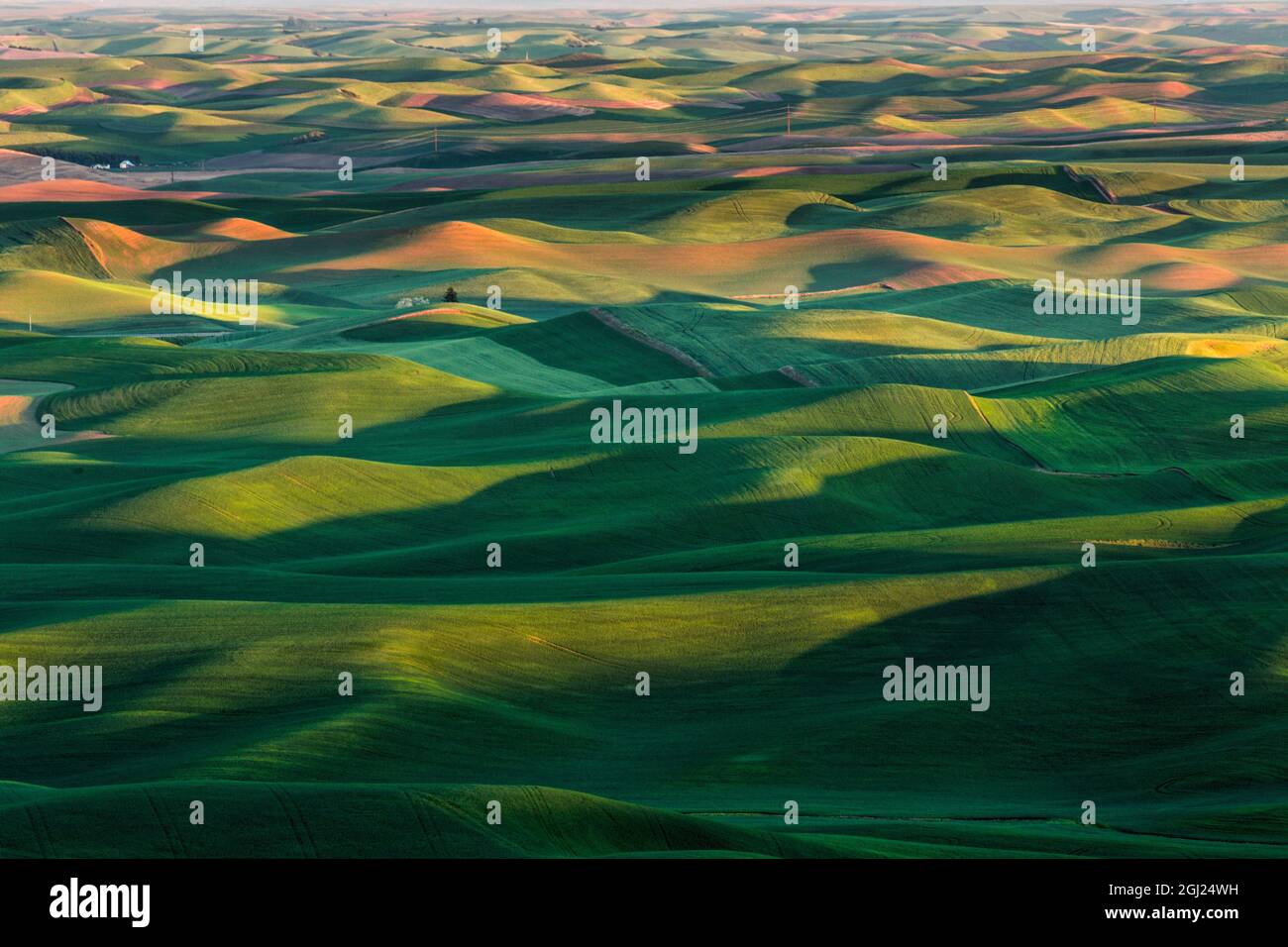Elevated view of undulating wheat crop, Palouse region of eastern ...