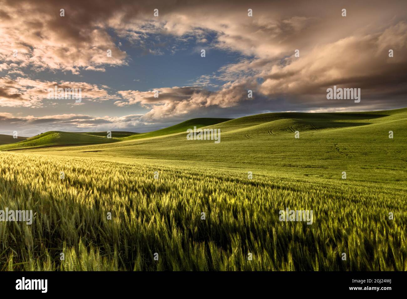 Rolling hills of wheat at sunrise, Palouse region of eastern Washington ...