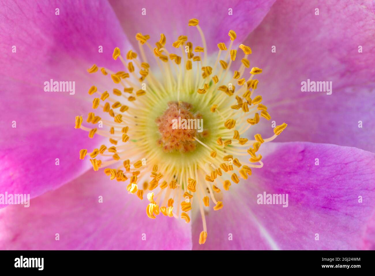 Wild Rose, Rosa acicularis, Palouse region of eastern Washington Stock ...