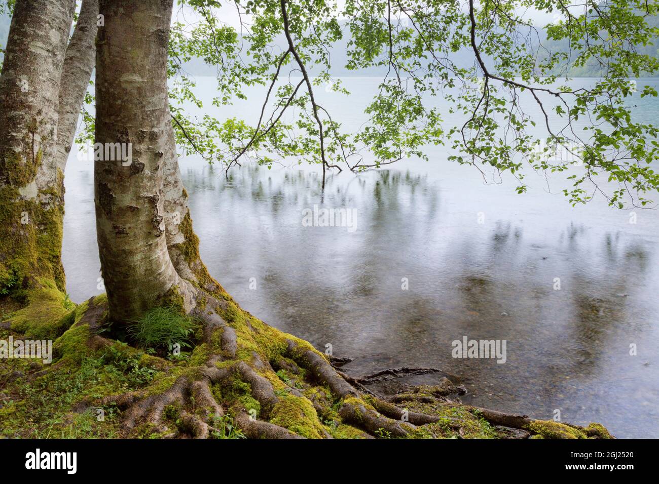 Alder gallery hi-res stock photography and images - Alamy