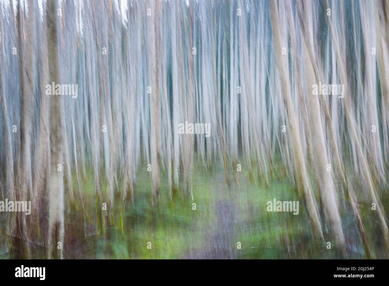 Alder Trees In Winter High Resolution Stock Photography and Images - Alamy
