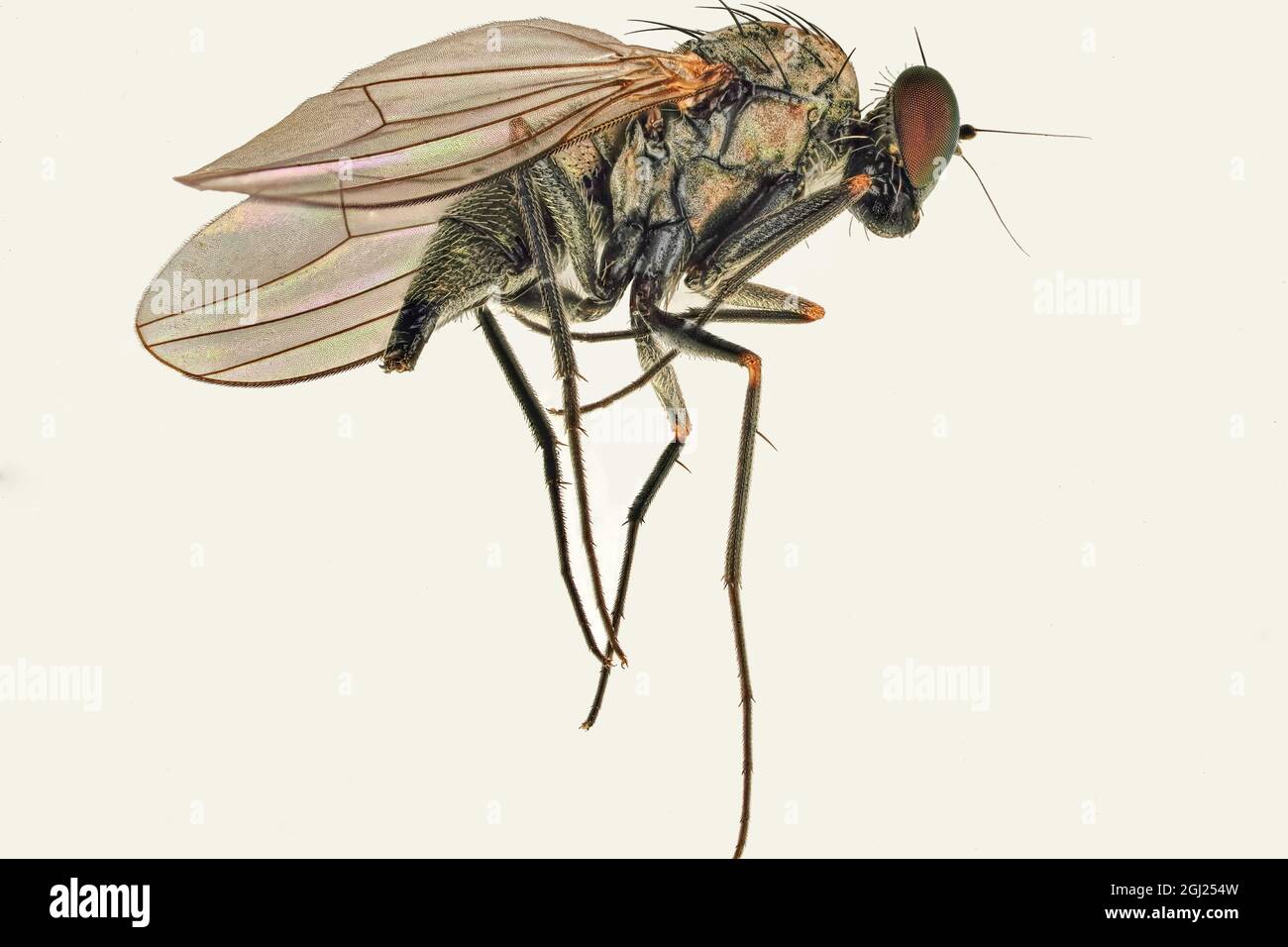 Medetera High Resolution Stock Photography and Images - Alamy