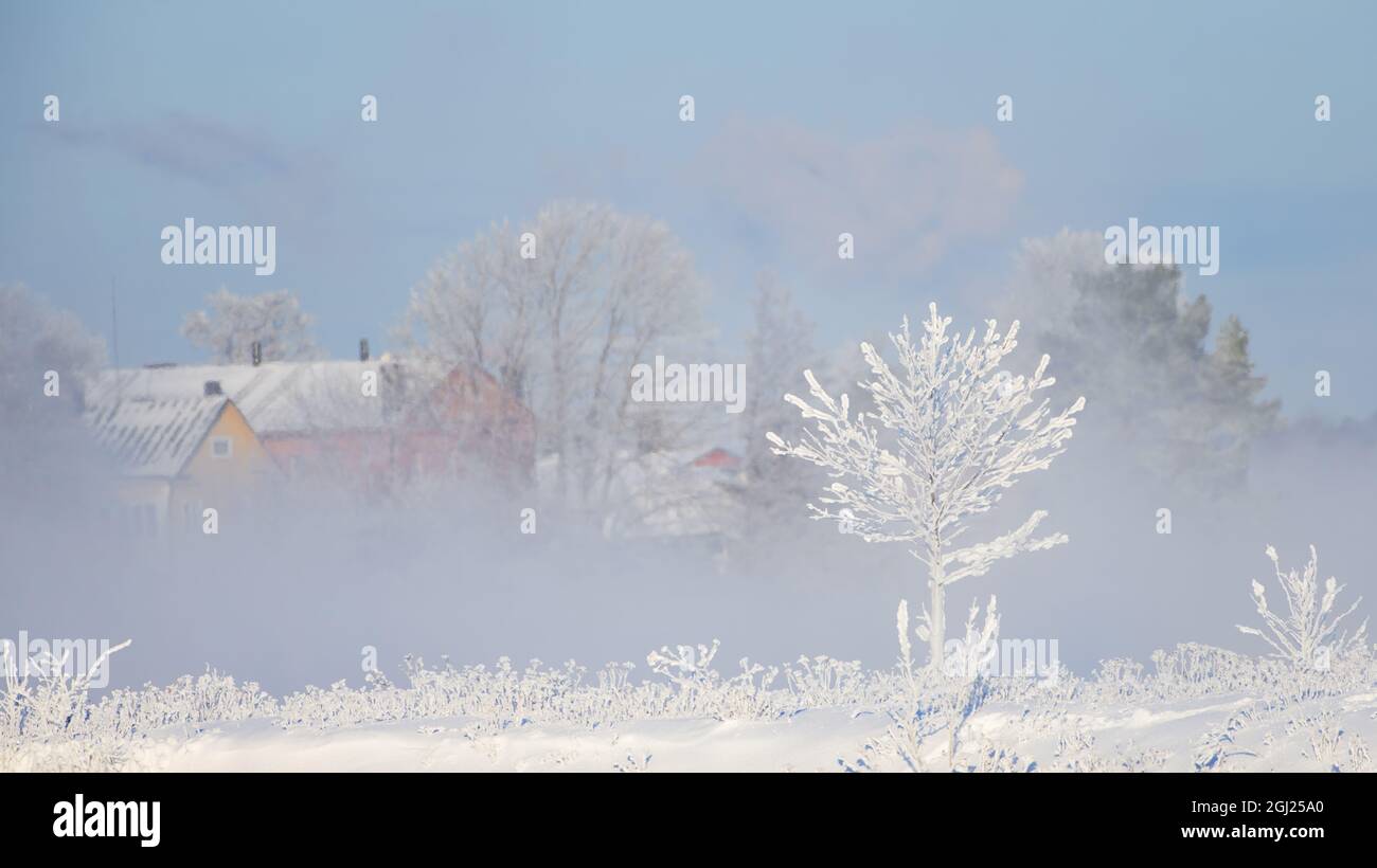 Completely frozen lonely tree standing in extremely cold weather in ...