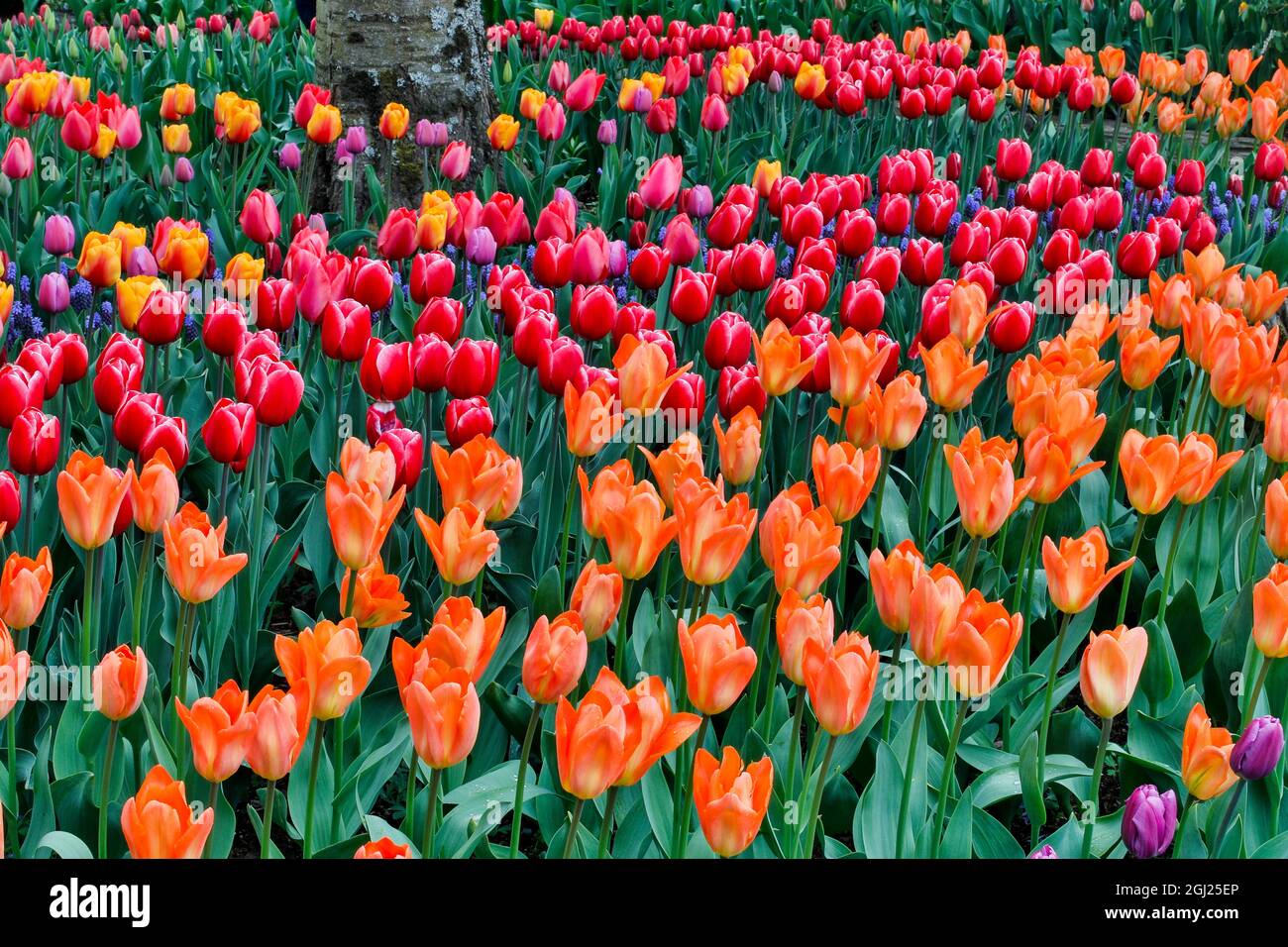 Spring tulip garden in hi-res stock photography and images - Alamy