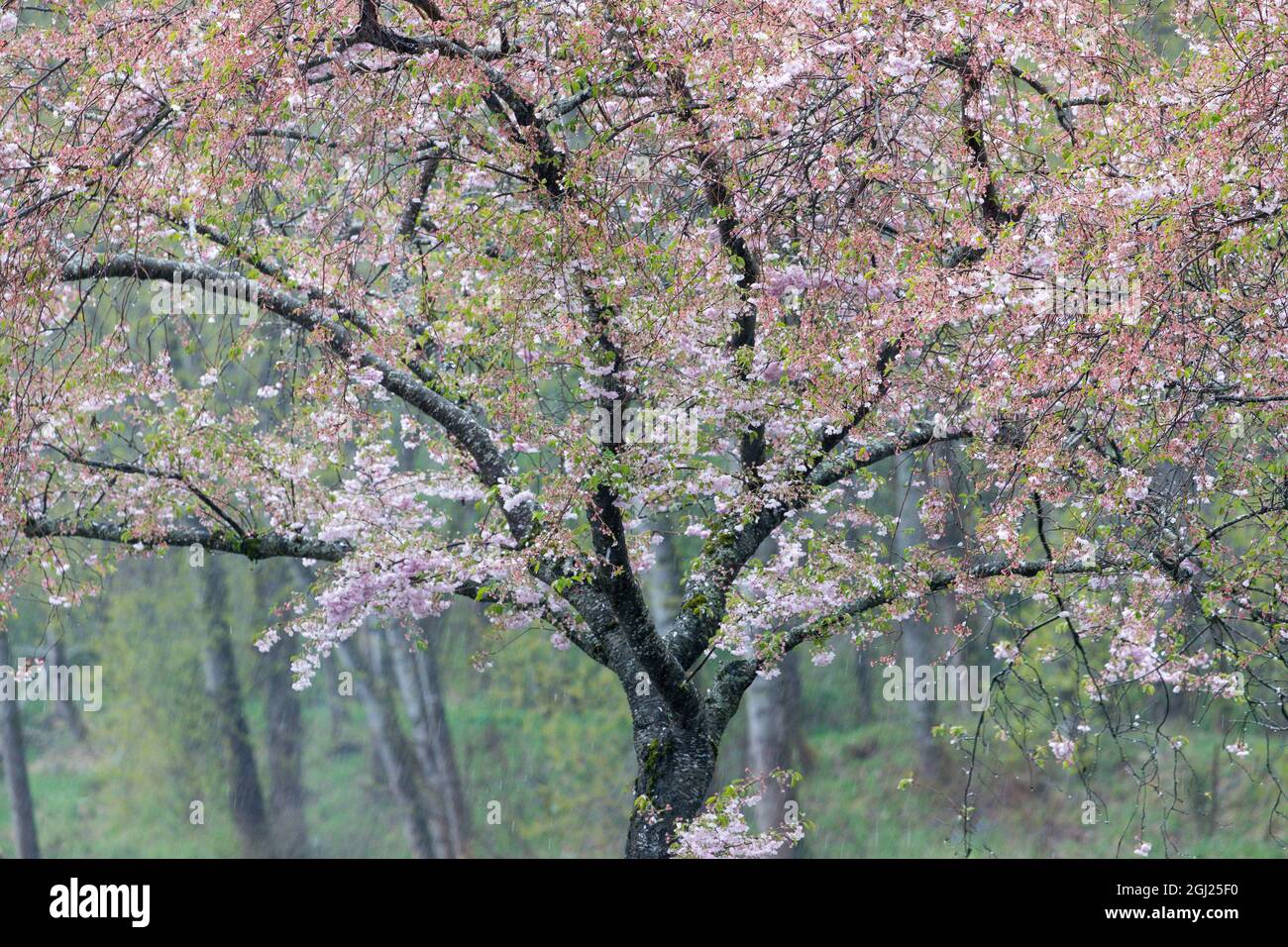 Cherry trees blooming during spring. Snoqualmie River, Fall City ...