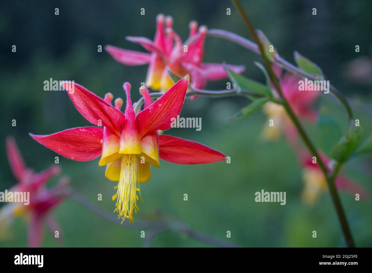 USA. Washington State. Crimson (Red) Columbine (Aquilegia formosa ...