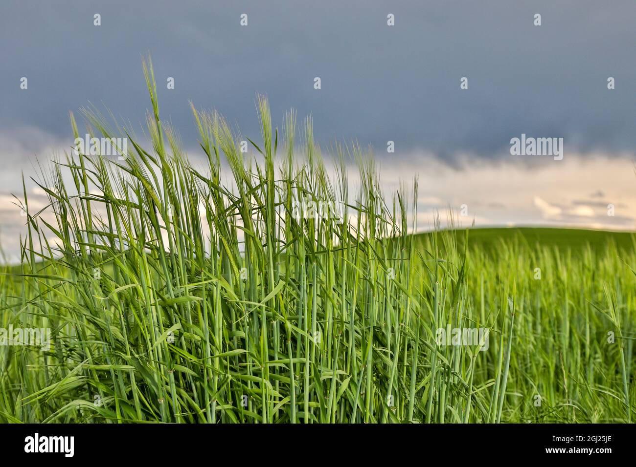 USA, Washington State, Palouse. Storm clouds advancing over Pullman ...
