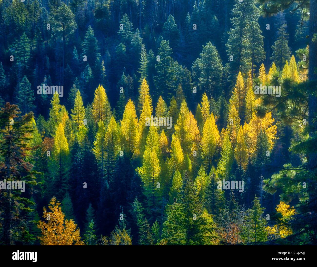USA, Washington State, Cle Elum, Kittitas County. Western larch near ...