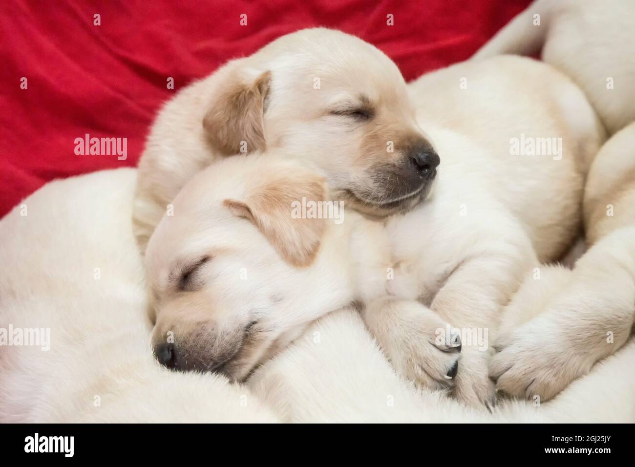Litter of one month old Yellow Labrador puppies. (PR Stock Photo - Alamy