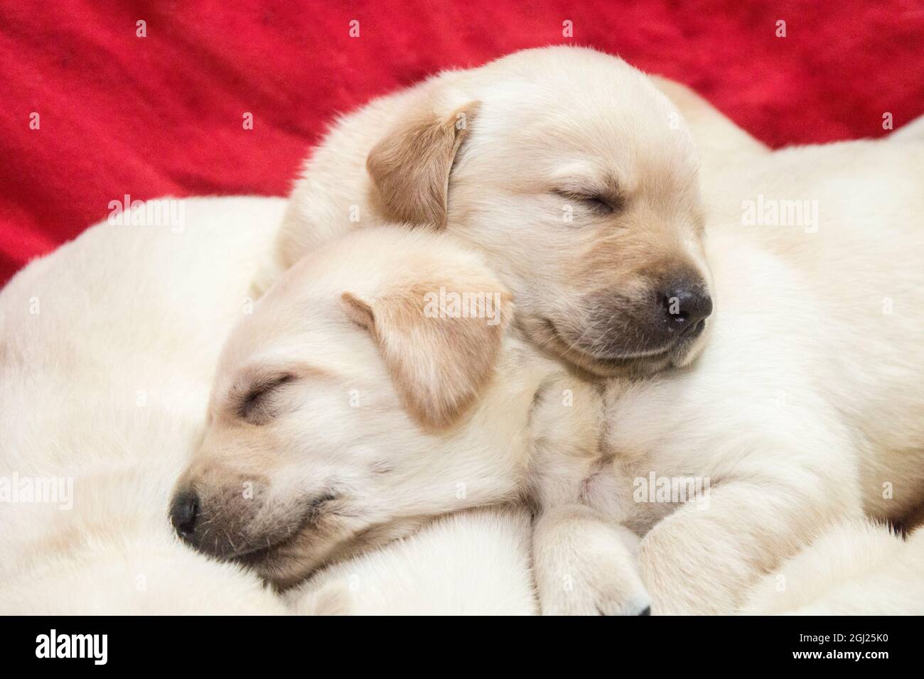 Litter of one month old Yellow Labrador puppies. (PR Stock Photo - Alamy