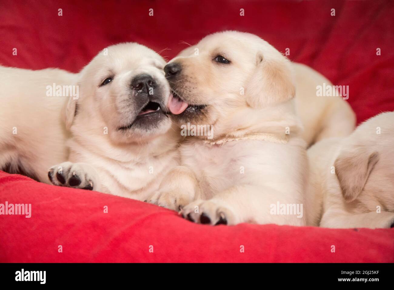 Litter of one month old Yellow Labrador puppies. (PR Stock Photo - Alamy