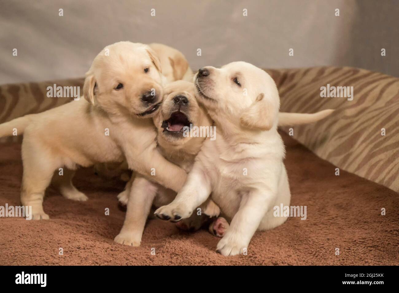 Litter of one month old Yellow Labrador puppies playing. (PR Stock ...