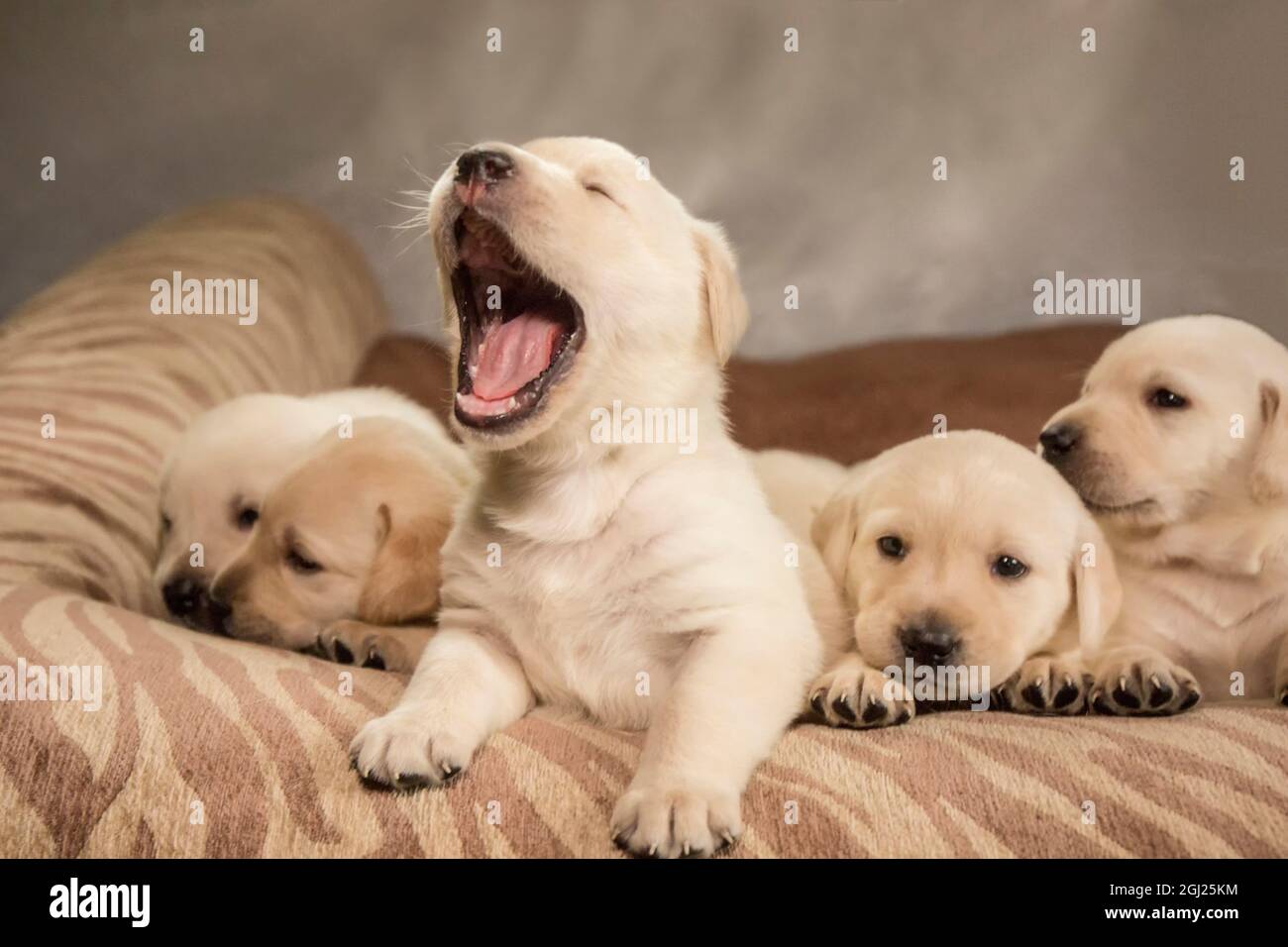Litter of one month old Yellow Labrador puppies. (PR Stock Photo - Alamy