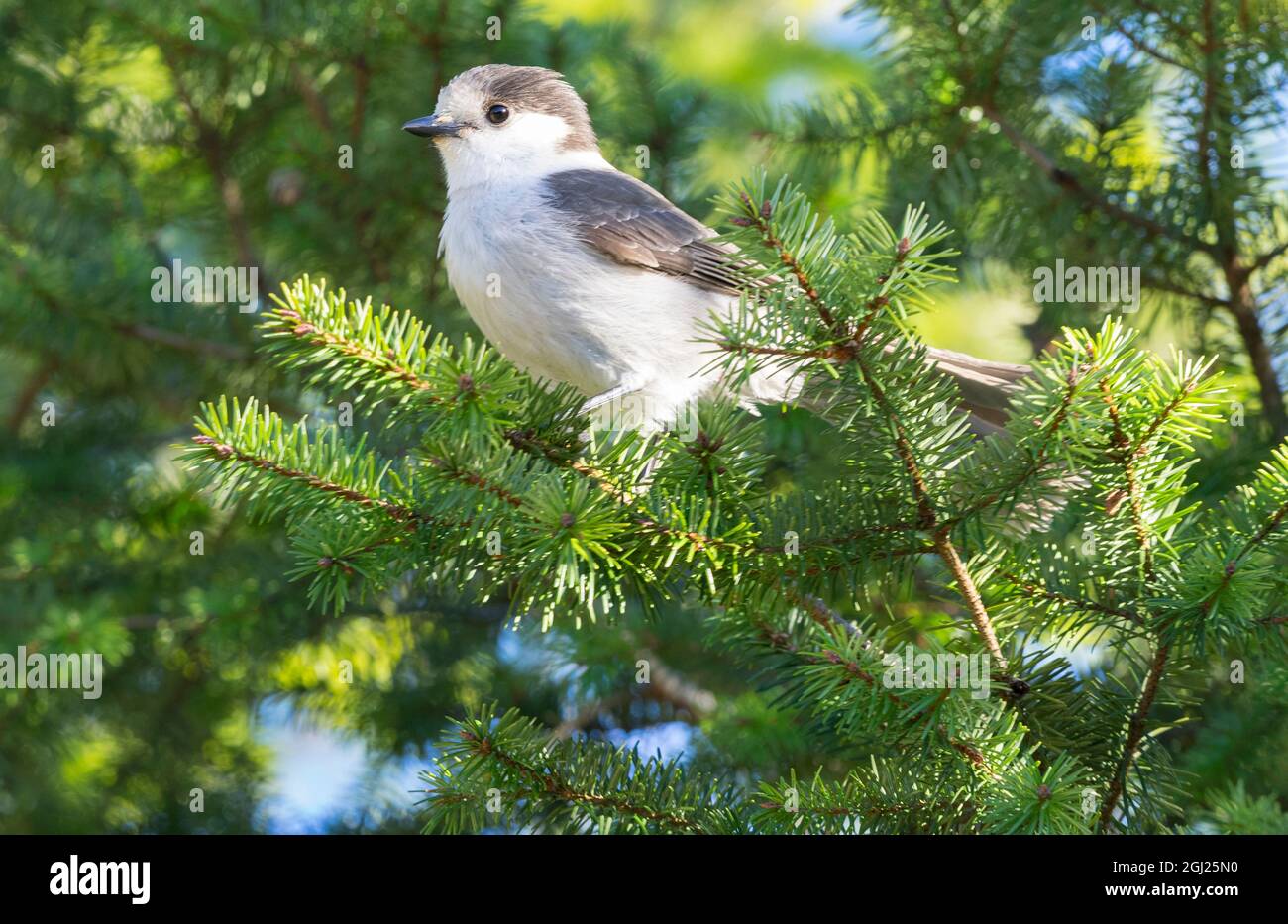 Jay tiger hi-res stock photography and images - Alamy