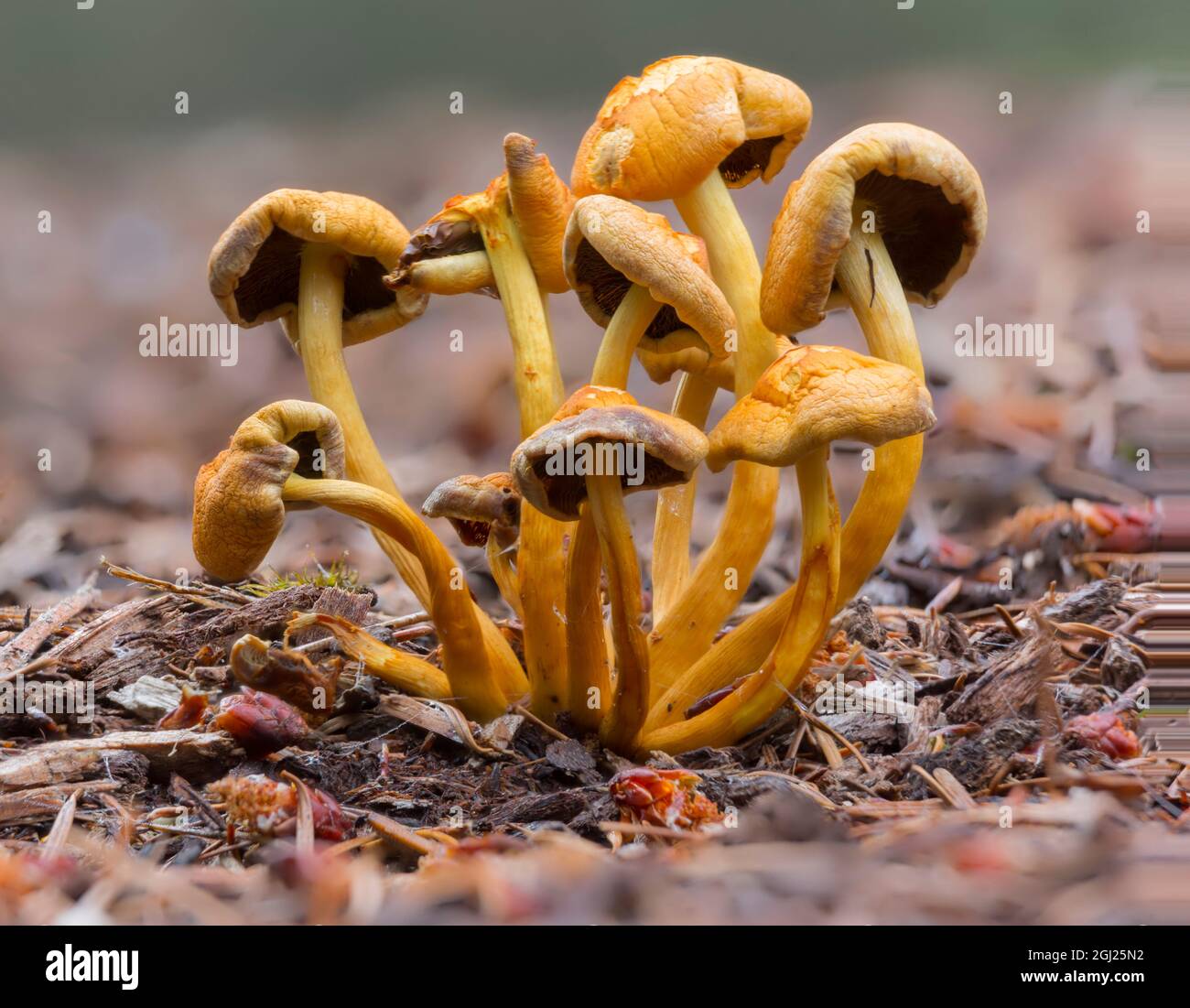 USA, Washington State. Waxy cap mushroom Stock Photo - Alamy