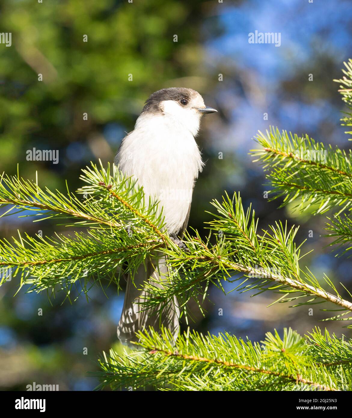 Jay tiger hi-res stock photography and images - Alamy