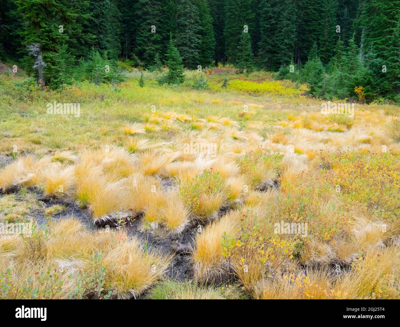 USA, Washington State. Central Cascades, meadow grass Stock Photo - Alamy