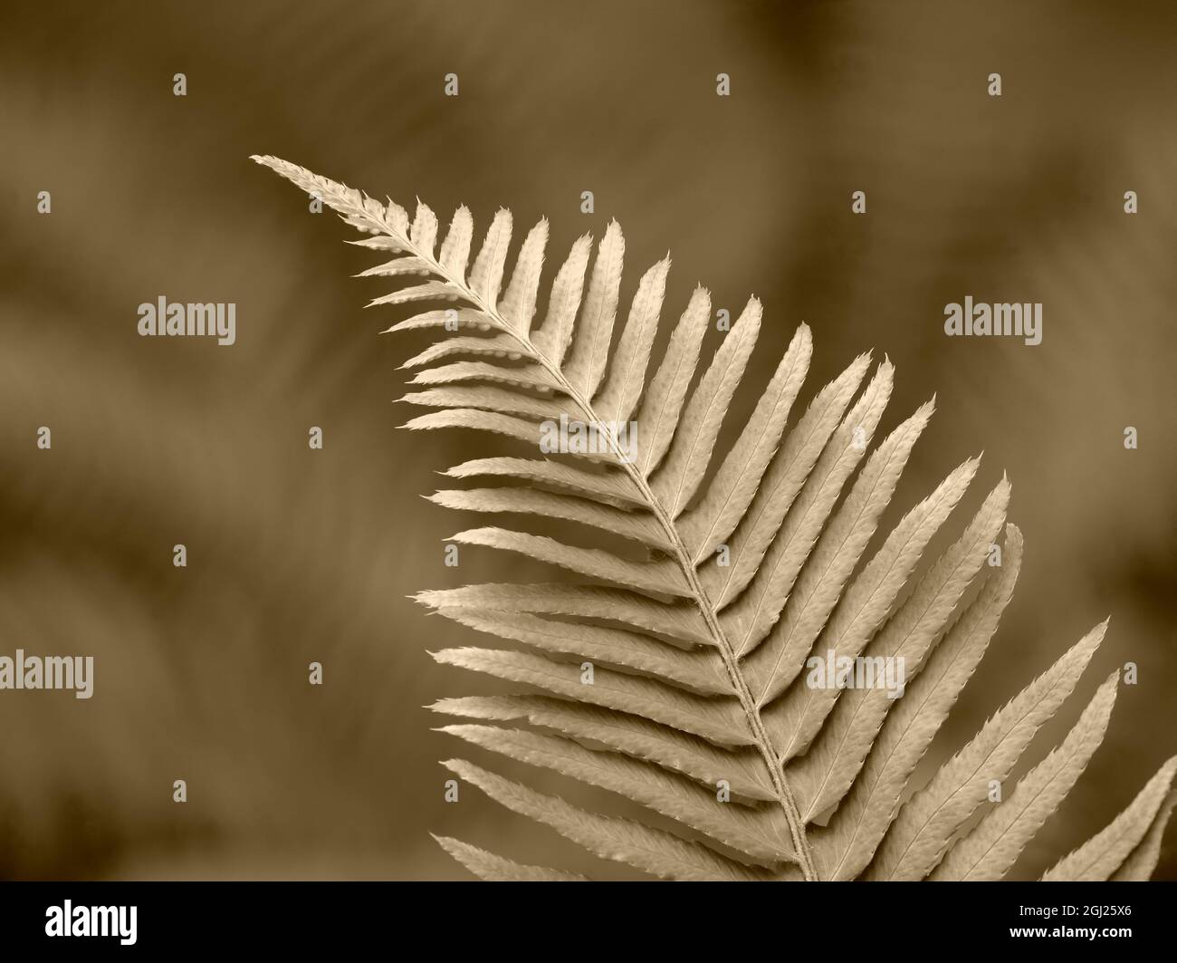 Close up western sword hi-res stock photography and images - Alamy