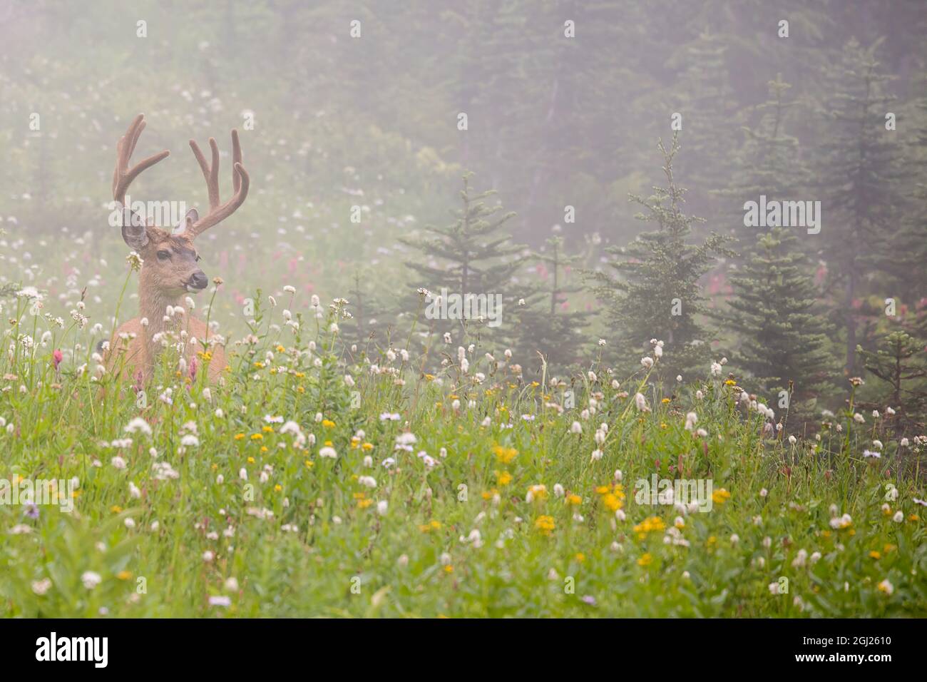 WA, Mount Rainier National Park, Black-tailed deer buck in wildflower ...